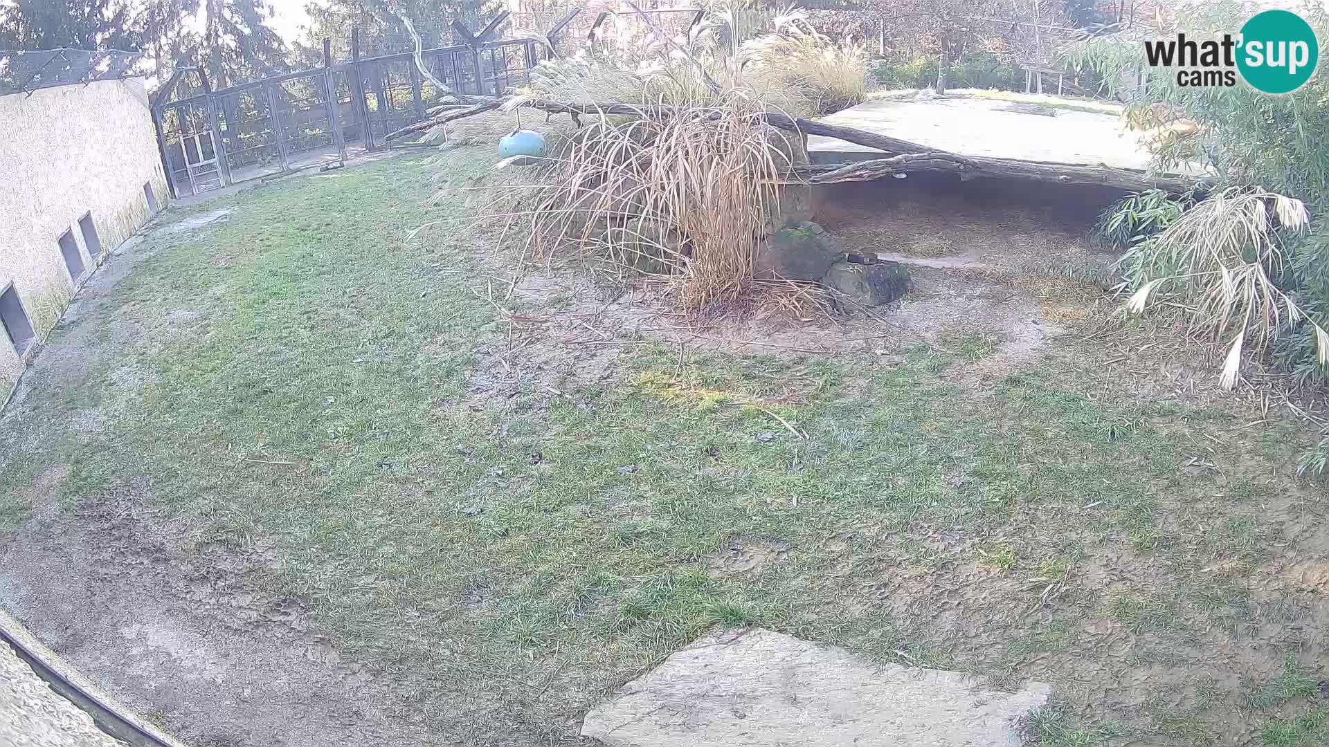 Spletna kamera ptičja krmilnica v ZOO Ljubljana - WhatsUpCams - Kamere v živo