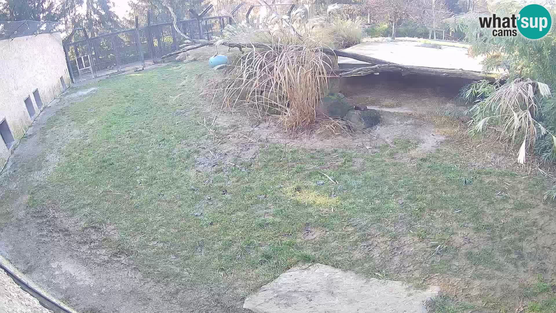 Kamera v živo Povljana - otok Pag - WhatsUpCams - Kamere v živo