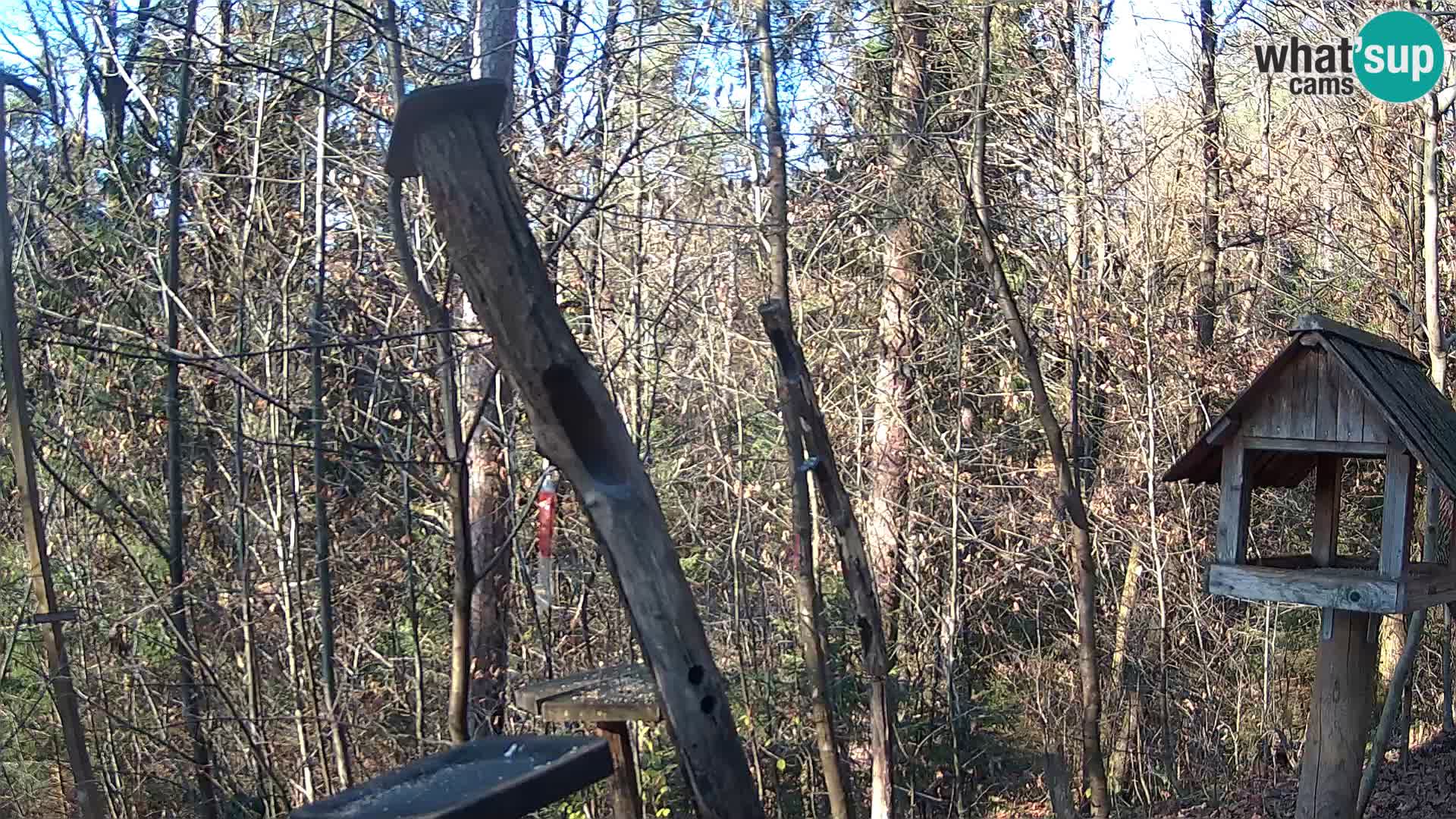 LEVI spletna kamera v živalskem vrtu Ljubljana Zoo