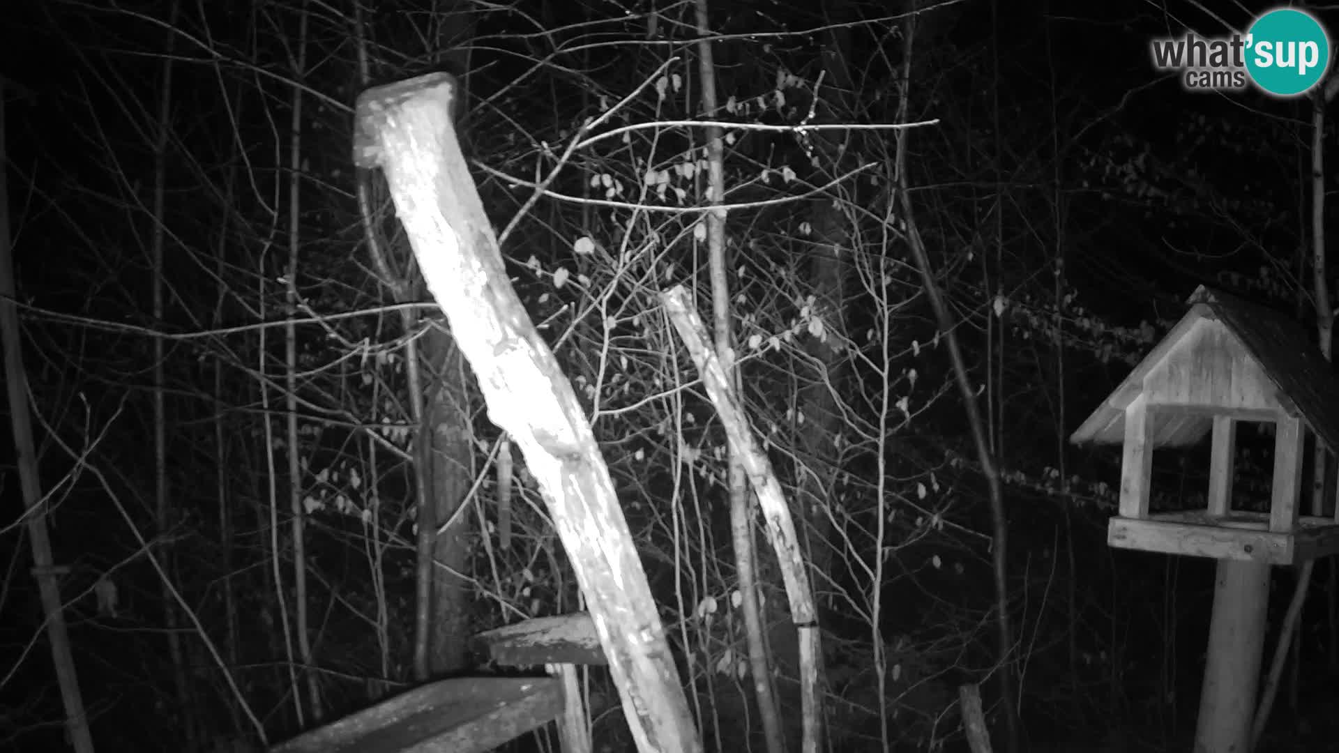 Živalski vrt Ljubljana kamera v živo Levi - WhatsUpCams - Kamere v živo