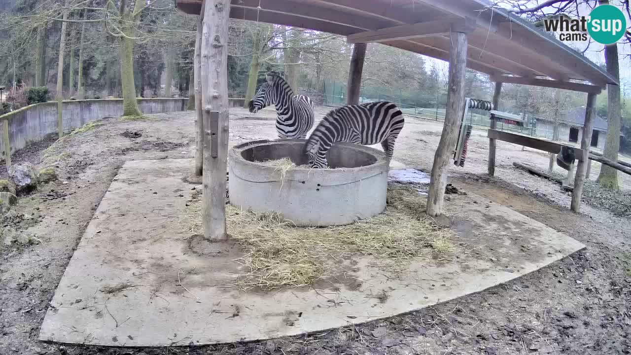 Kamera v živo Križevci - spletne kamere Hrvaška - Whatsupcams