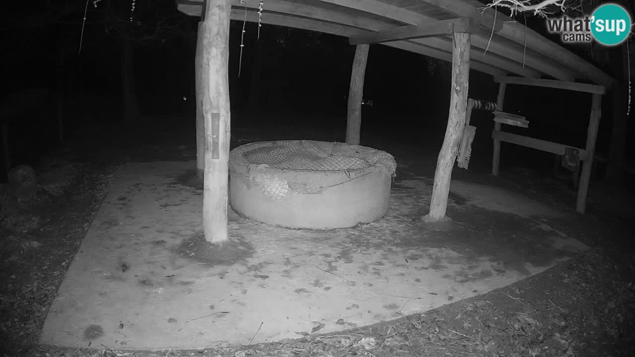 Novigrad - Mandrač - WhatsUpCams - Kamere v živo