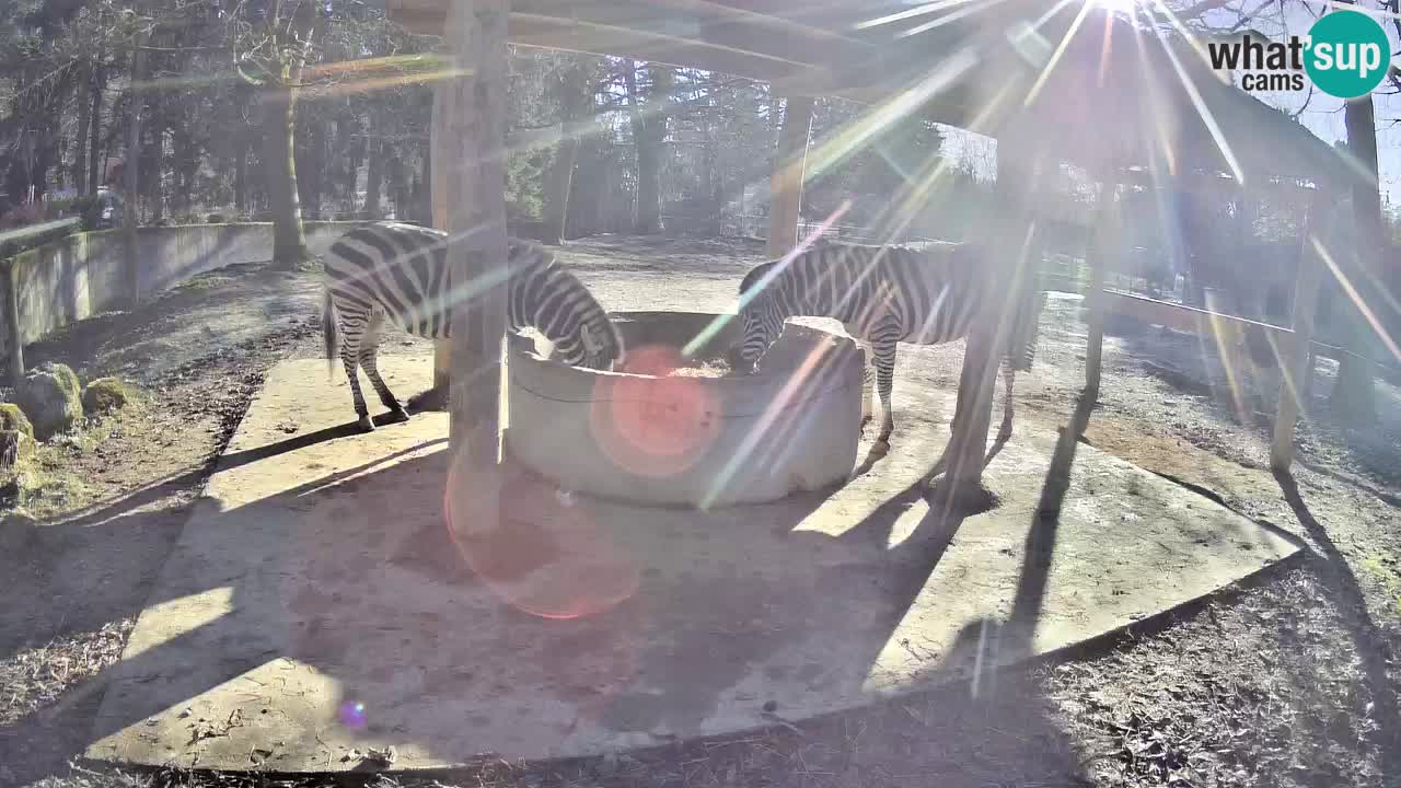 LEVI spletna kamera v živalskem vrtu Ljubljana Zoo