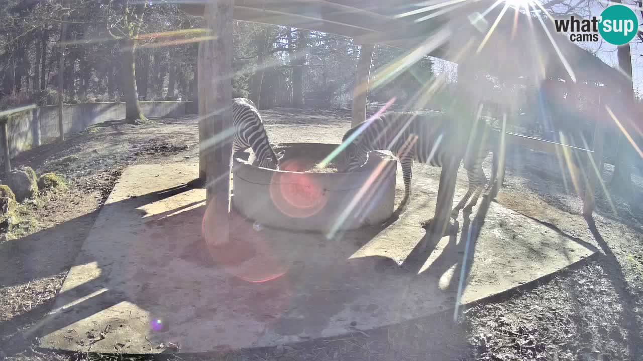 Spletna kamera Ljubljana - Dnevno življenje v starem delu prestolnice