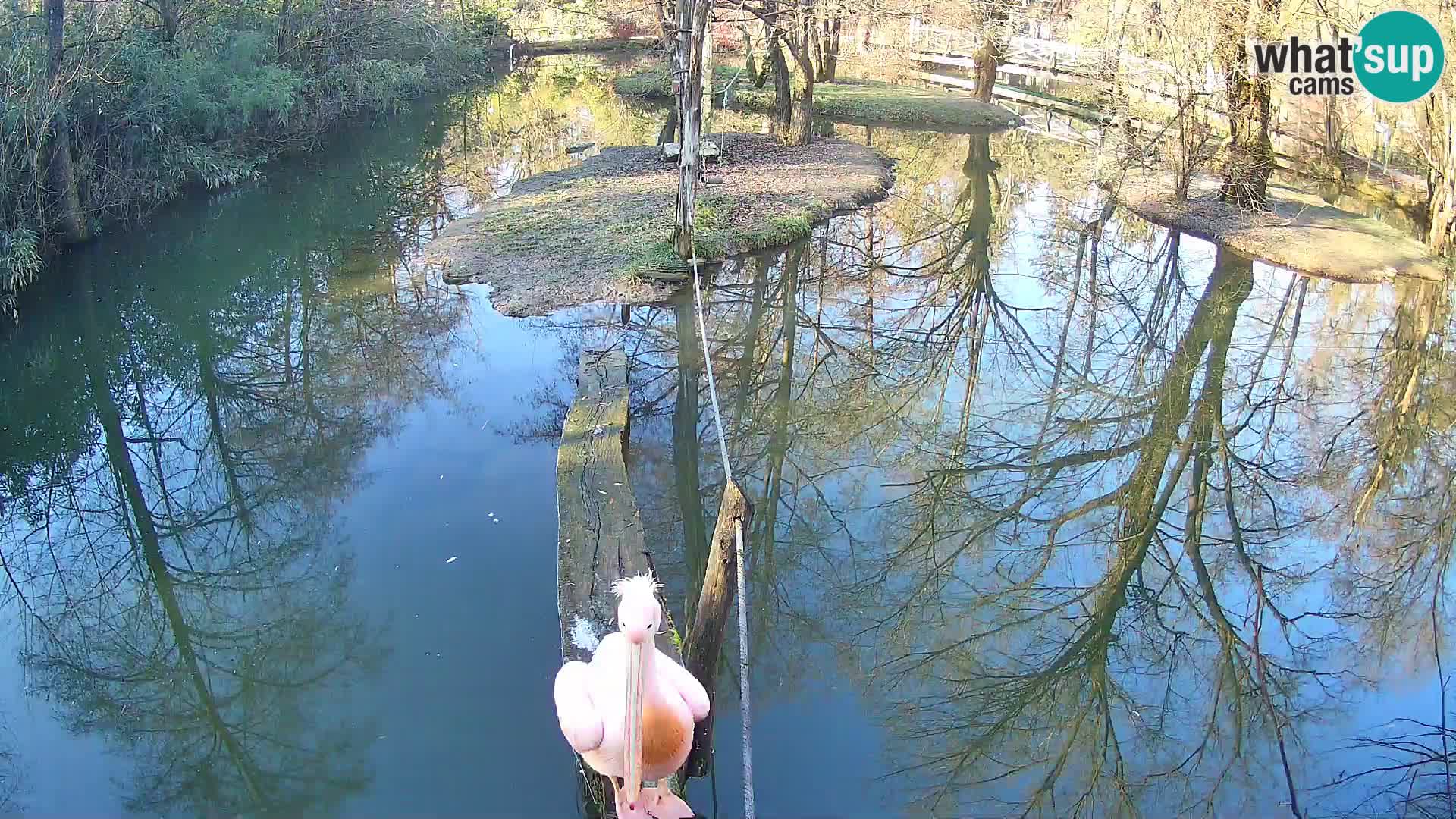 LEVI spletna kamera v živalskem vrtu Ljubljana Zoo