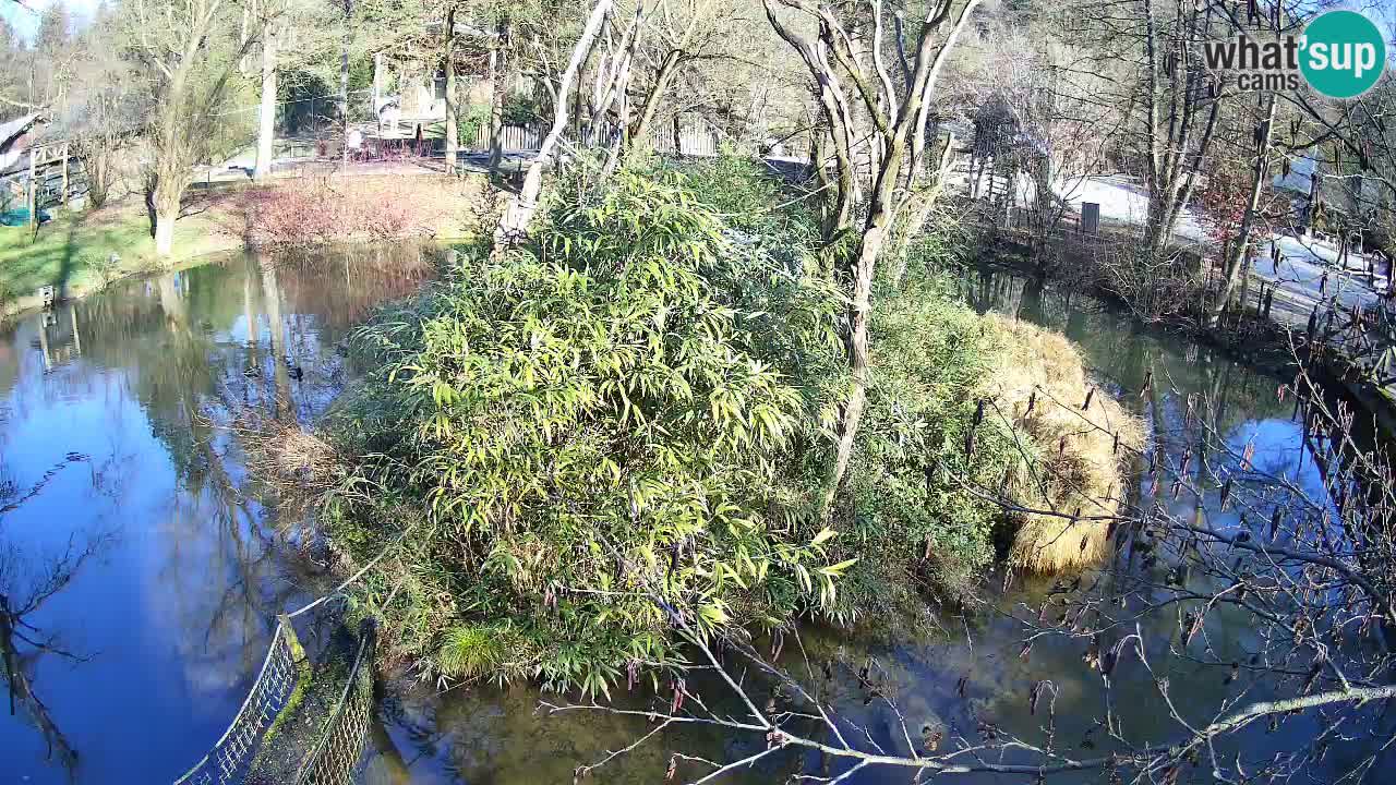 LEVI spletna kamera v živalskem vrtu Ljubljana Zoo